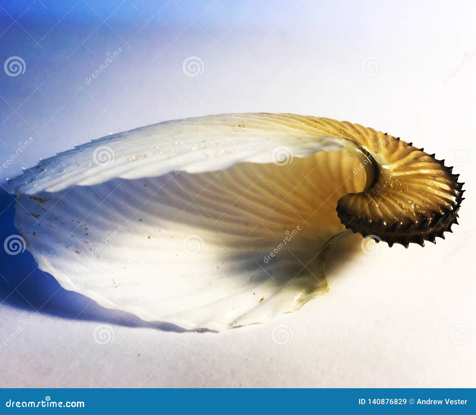 Argonaut. Paper nautilus stock image. Image of octopus - 140876829