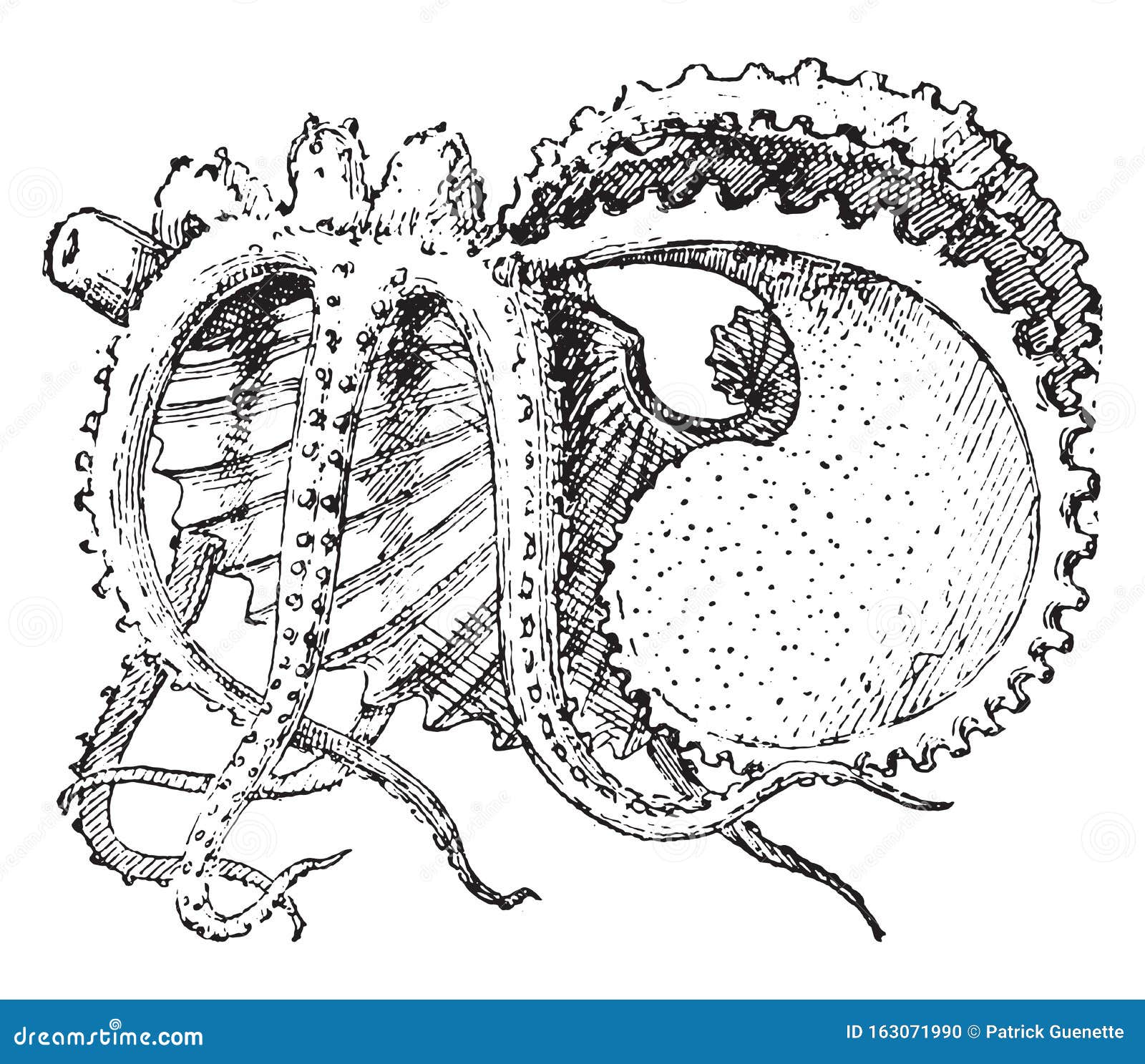 Argonauta Cartoons, Illustrations & Vector Stock Images - 7 Pictures to ...