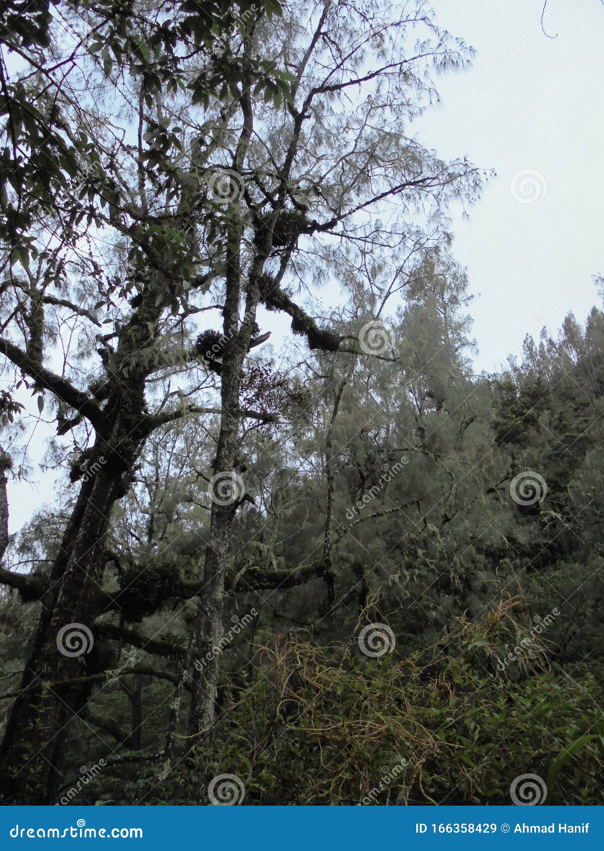 Argopuro mountain forest stock image. Image of morning - 166358429