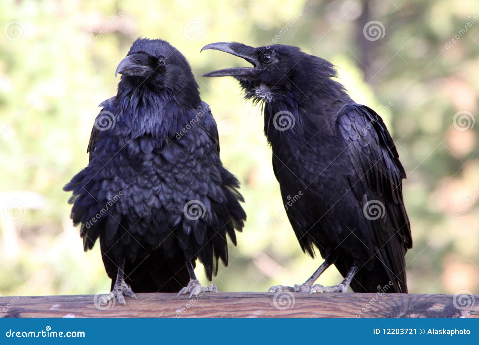 Arguing birds stock image. Image of bryce, park, fence - 12203721