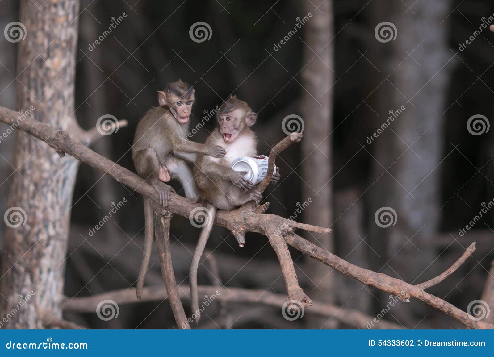 Arguing monkeys stock photo. Image of arguing, little - 54333602
