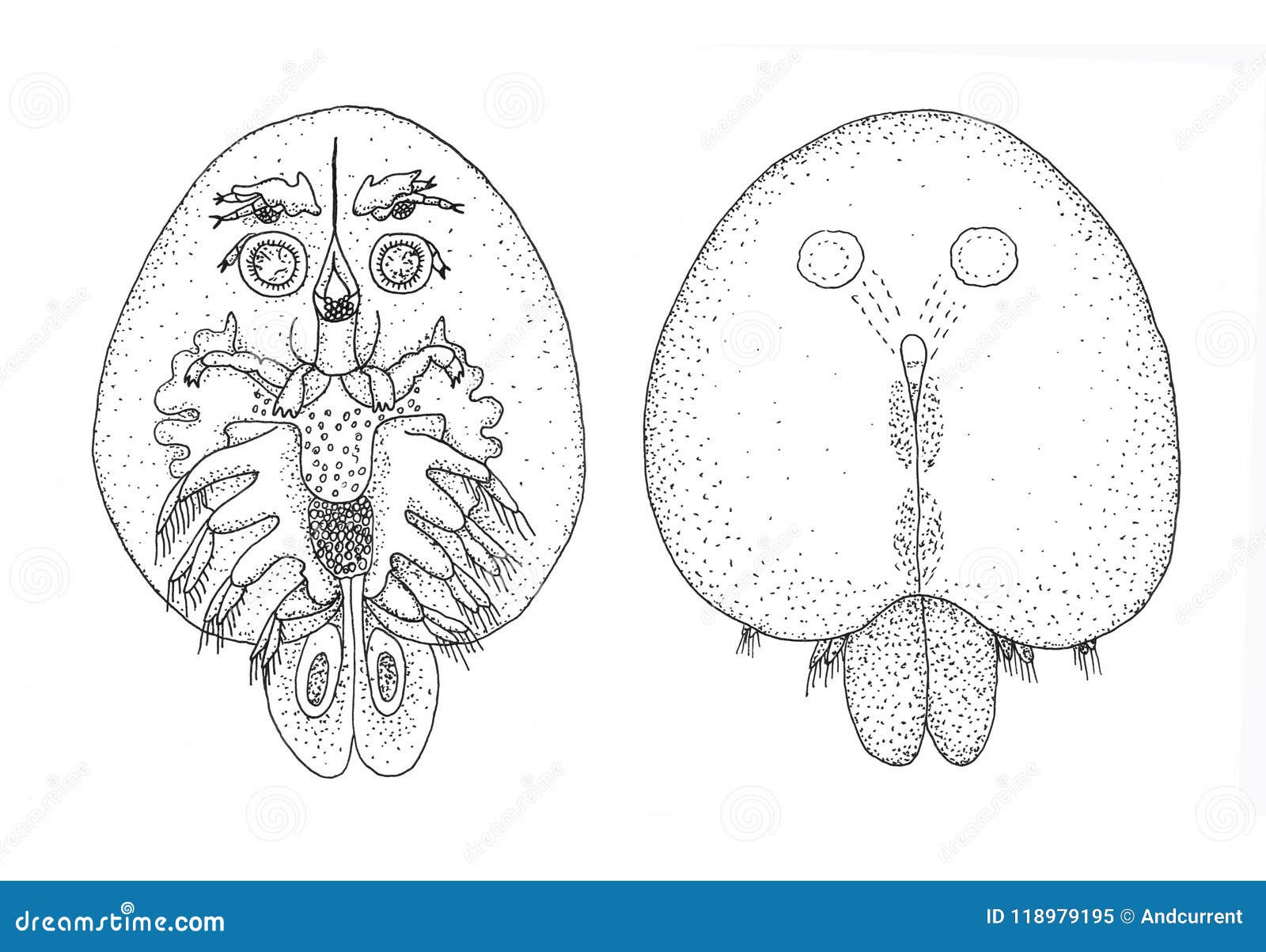 Argulus Foliaceus. Sketch Black And White. Royalty-Free Stock ...