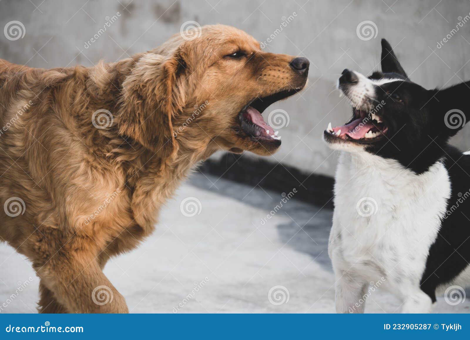 Argument of dogs stock image. Image of dogs, domestic - 232905287