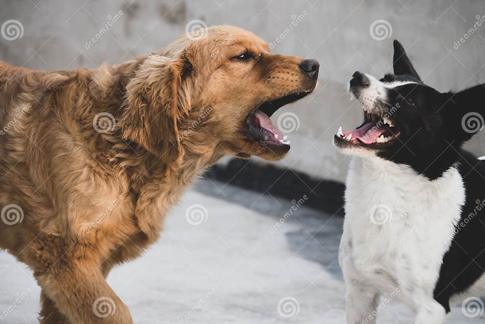 Argument of dogs stock image. Image of dogs, domestic - 232905287