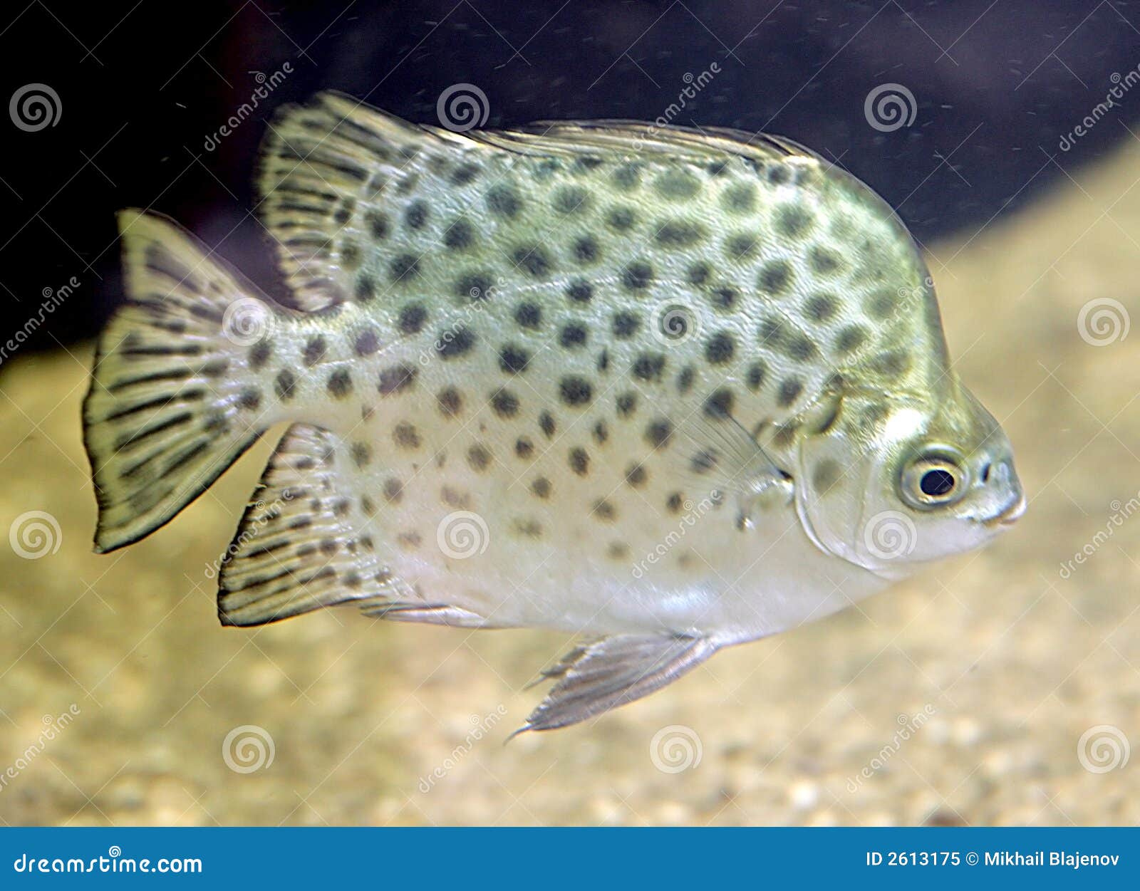 Argus fish 1 stock image. Image of insect, life, nature - 2613175