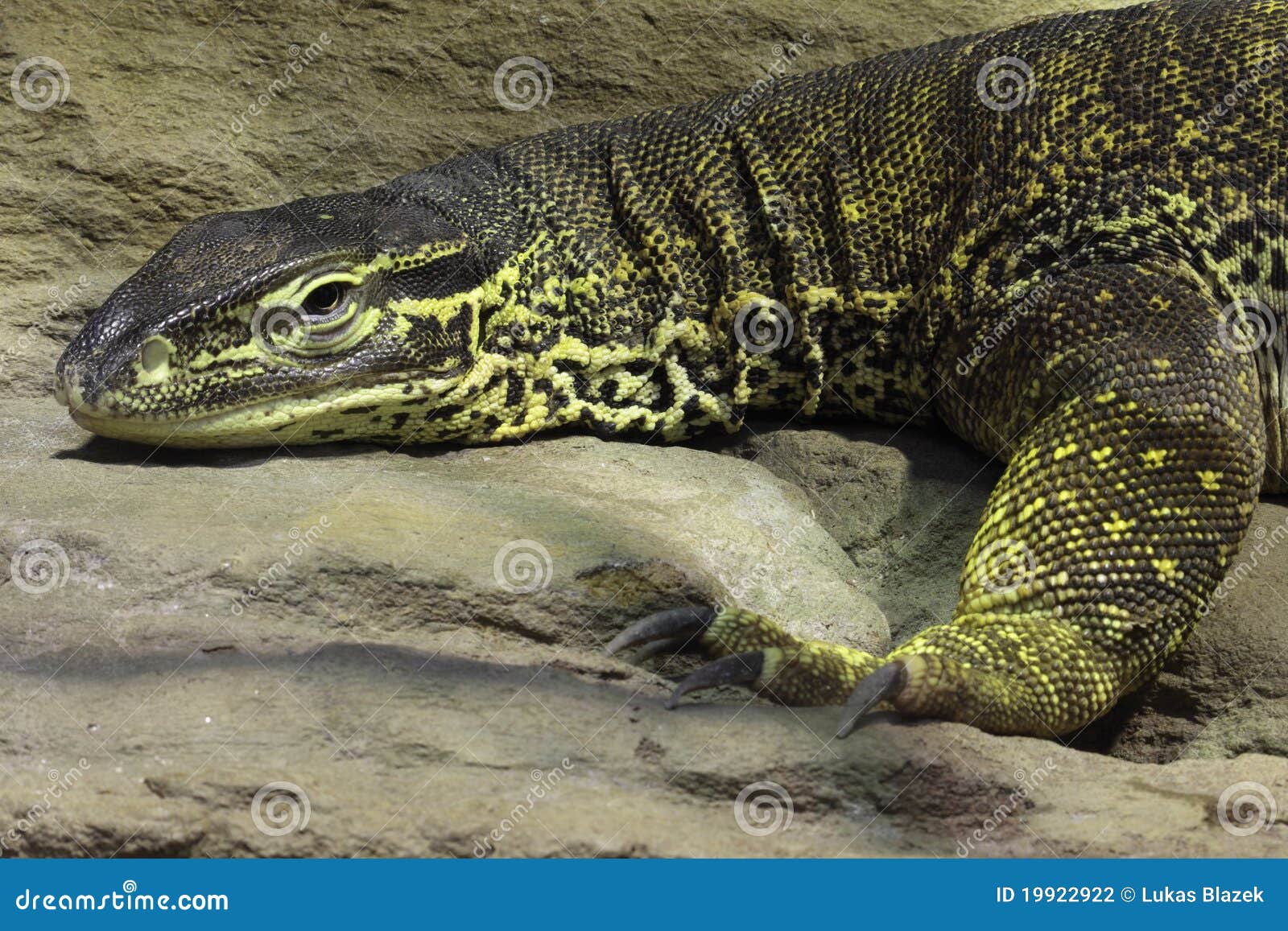 Argus monitor stock photo. Image of reptile, panoptes - 19922922