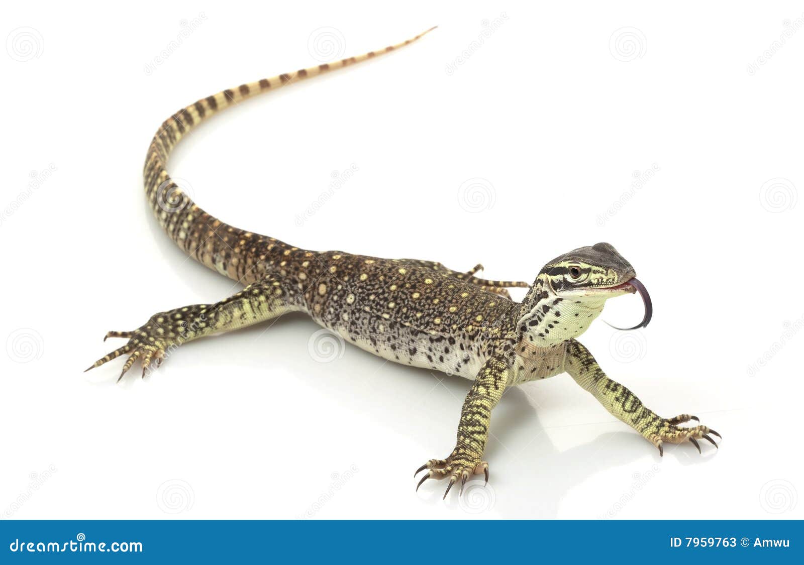 Argus Monitor Lizard stock image. Image of copy, cold - 7959763