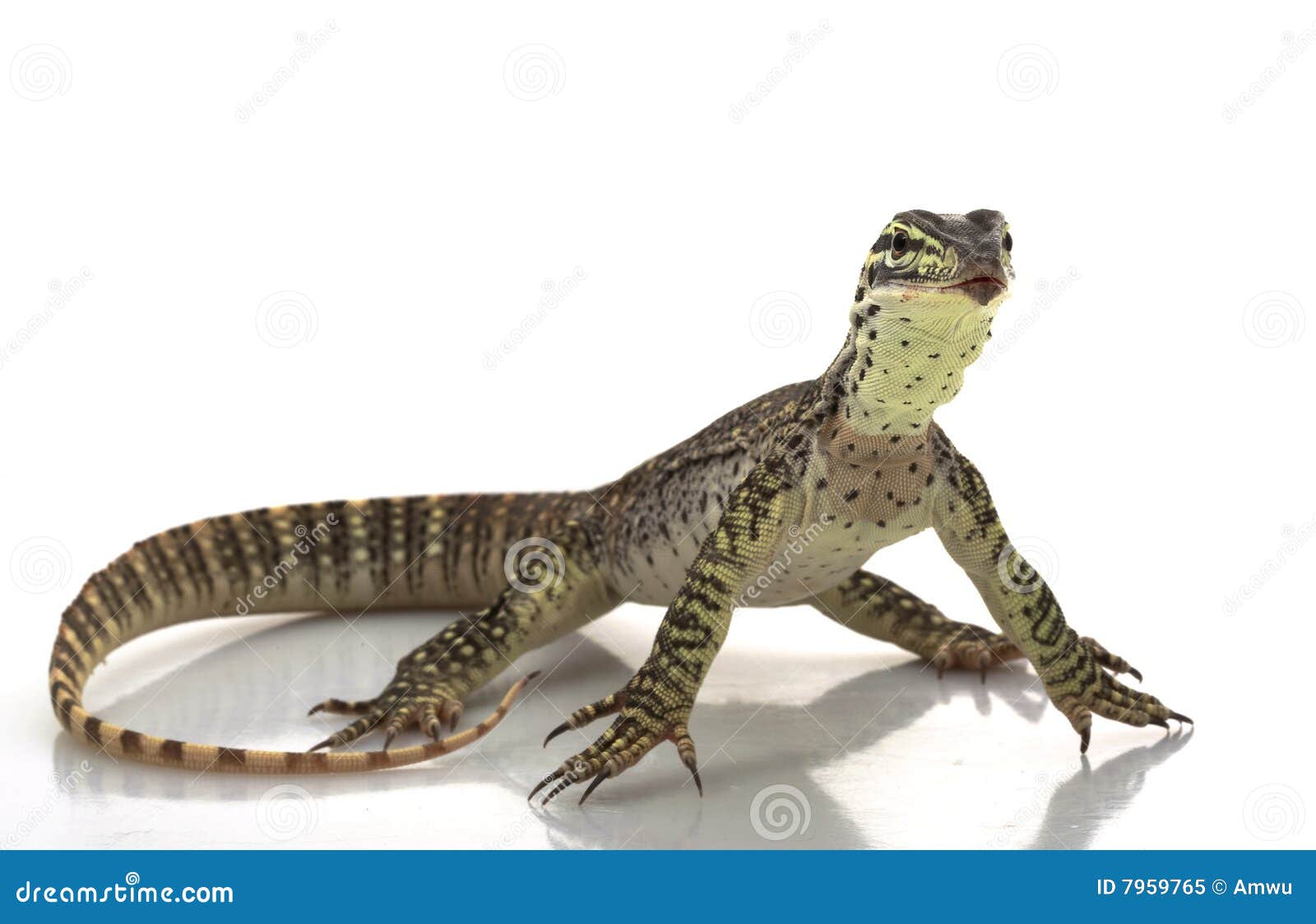 Monitor Lizard Stock Image | CartoonDealer.com #101394823