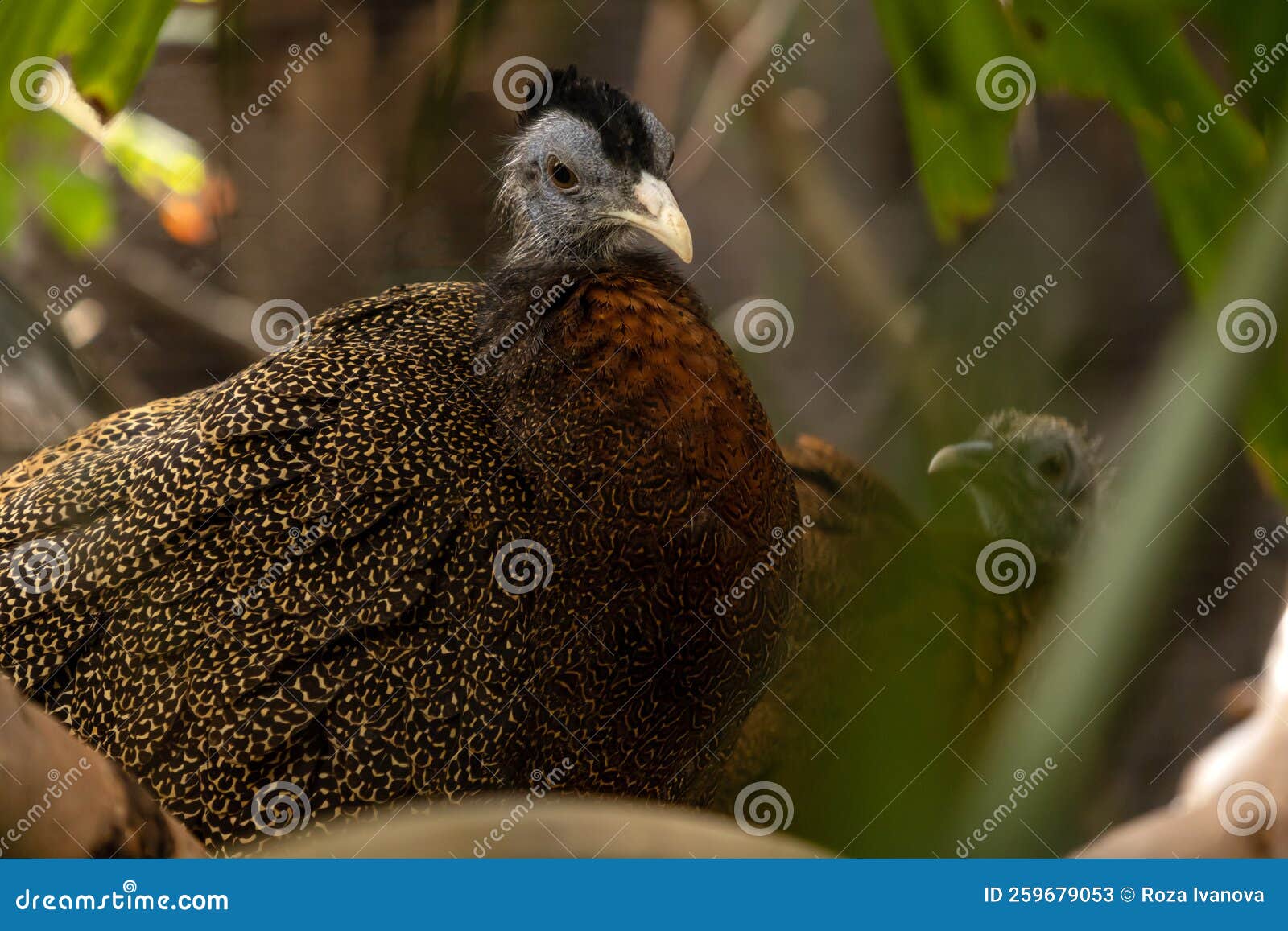 Argus Pheasant Sits in Green Foliage Stock Image - Image of colorful ...