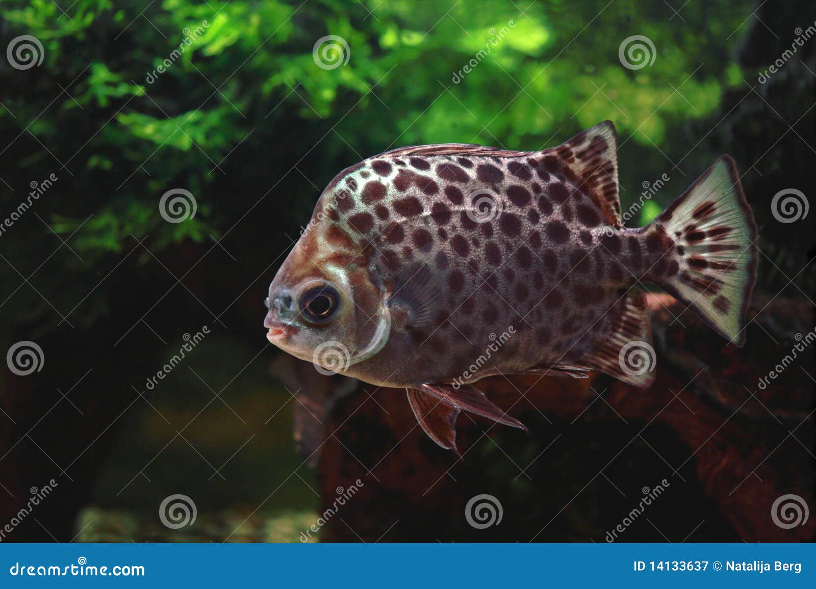 Argus scatophagus obraz stock. Obraz złożonej z morze - 14133637