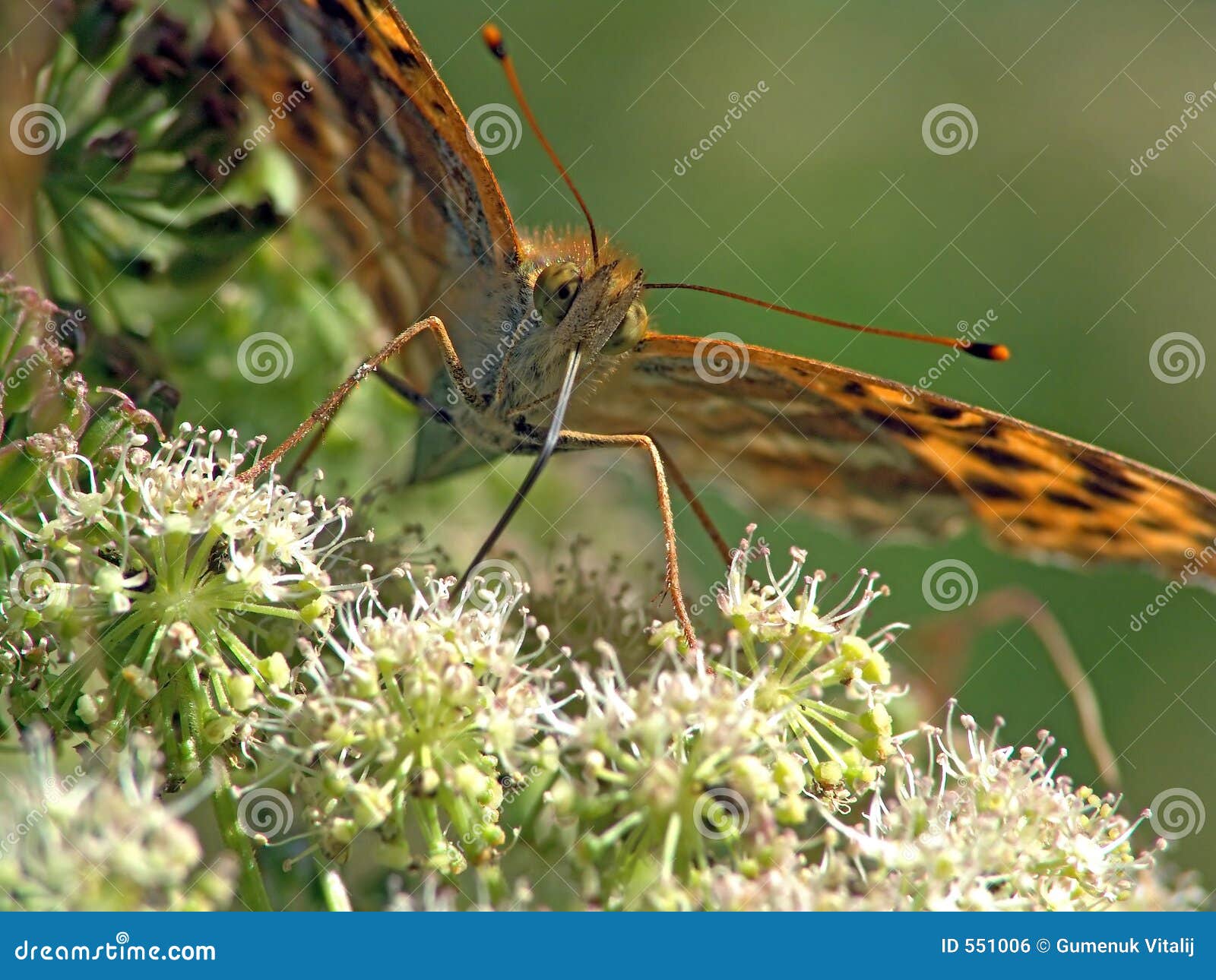 Argynnis paphia. stock photo. Image of paphia, spots, lepidoptera - 551006