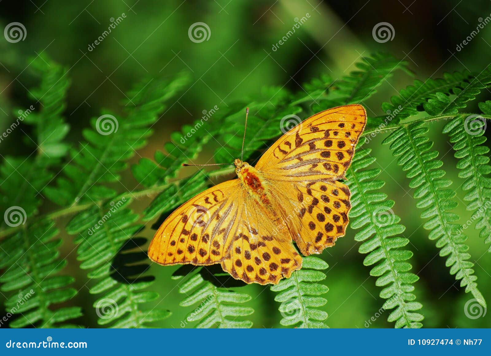 Argynnis Paphia, Silver-washed Fritillary Stock Photo - Image of ...