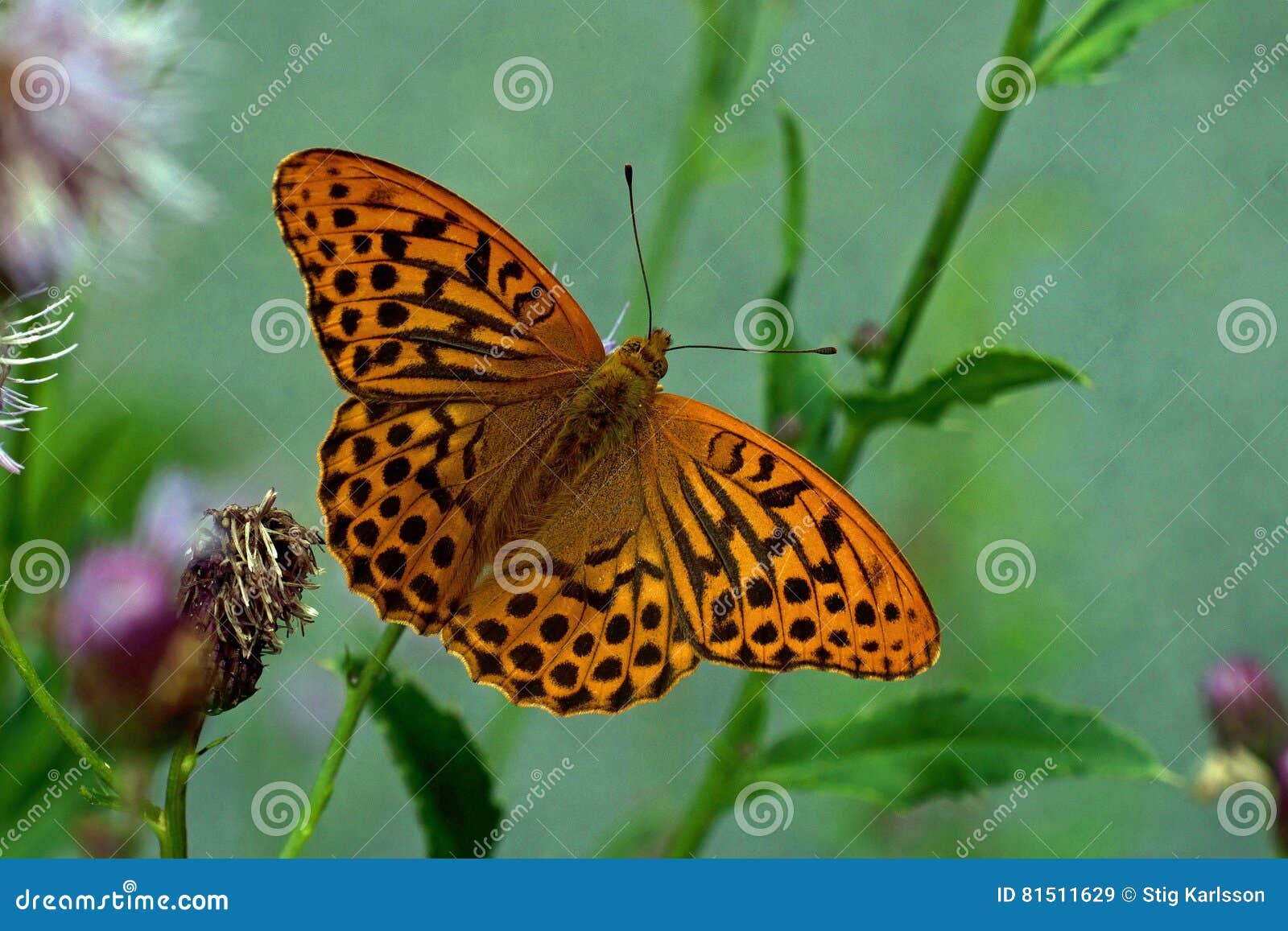 Argynnis Paphia, Silver-washed Fritillary Stock Image - Image of deep ...