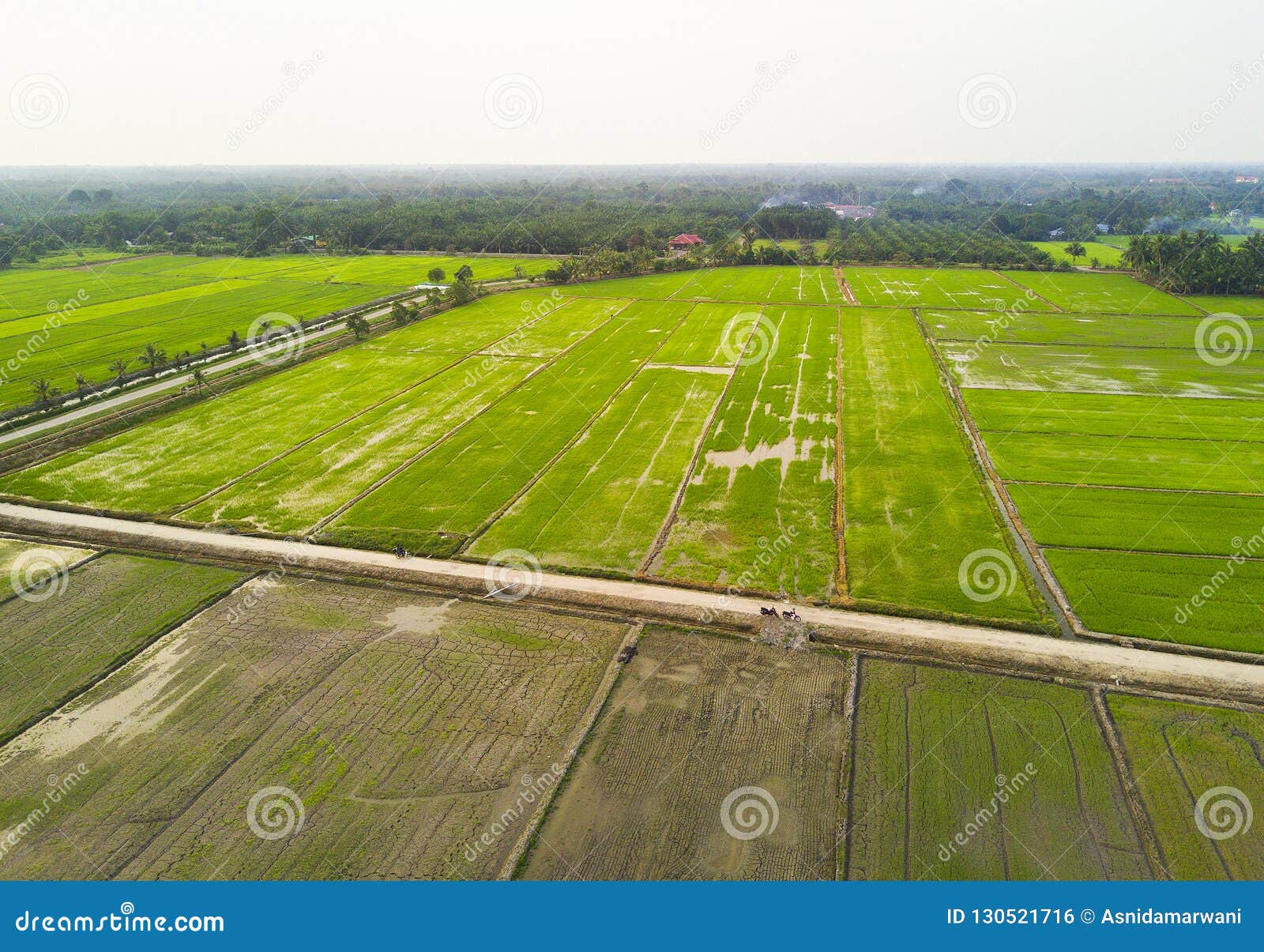 Arial View of Paddy Field during Sunset. Stock Photo - Image of ...