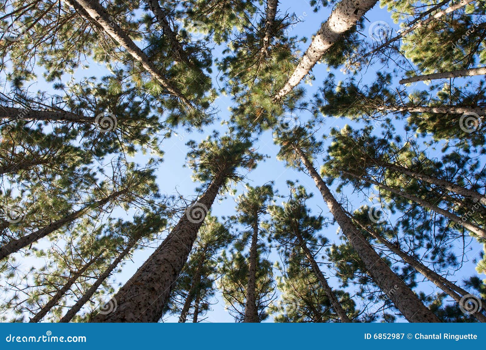 Arial View of Tall Pine Trees Stock Image - Image of trunks, pine: 6852987