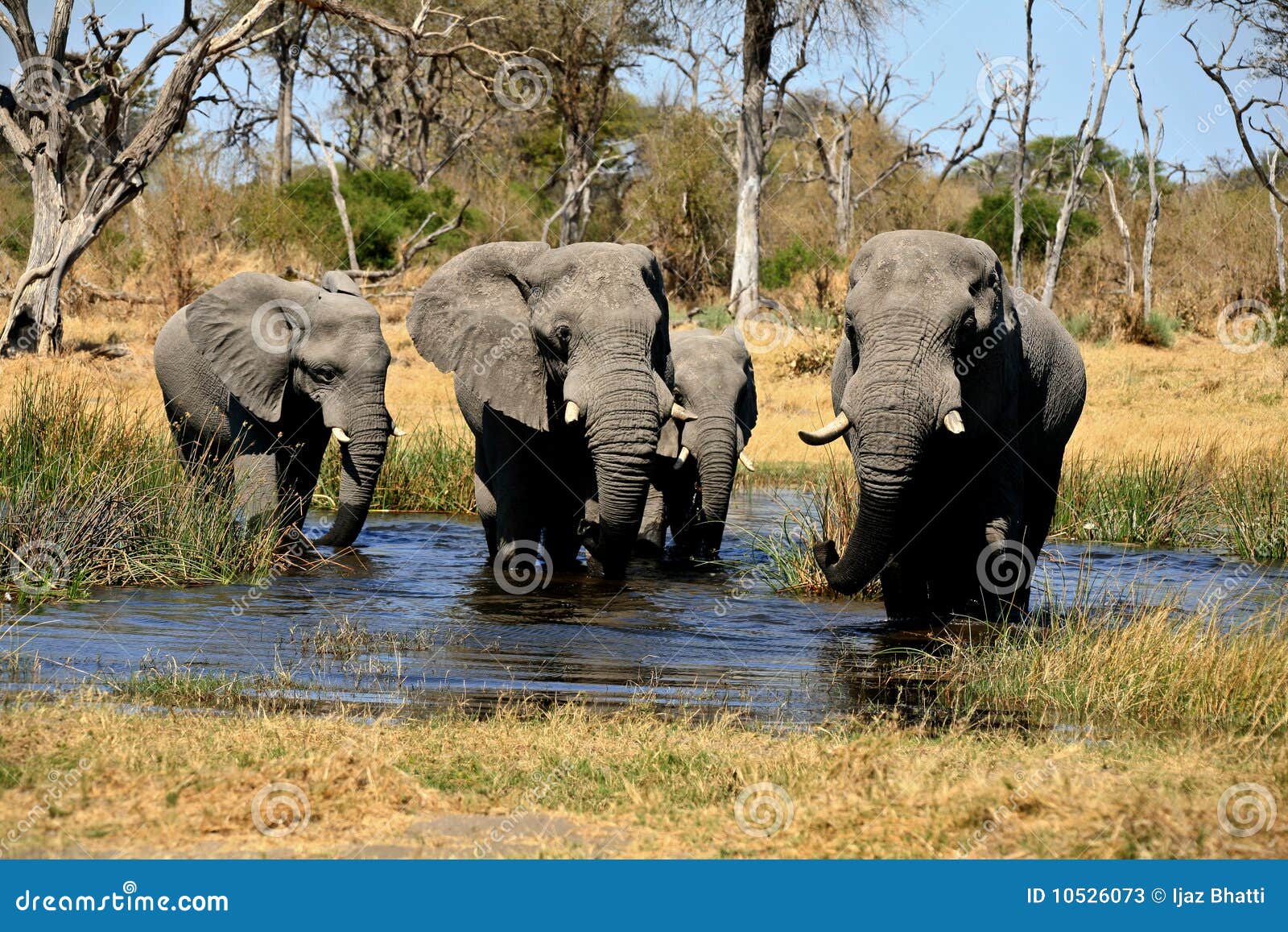 Arican elephant stock image. Image of botswana, animal - 10526073