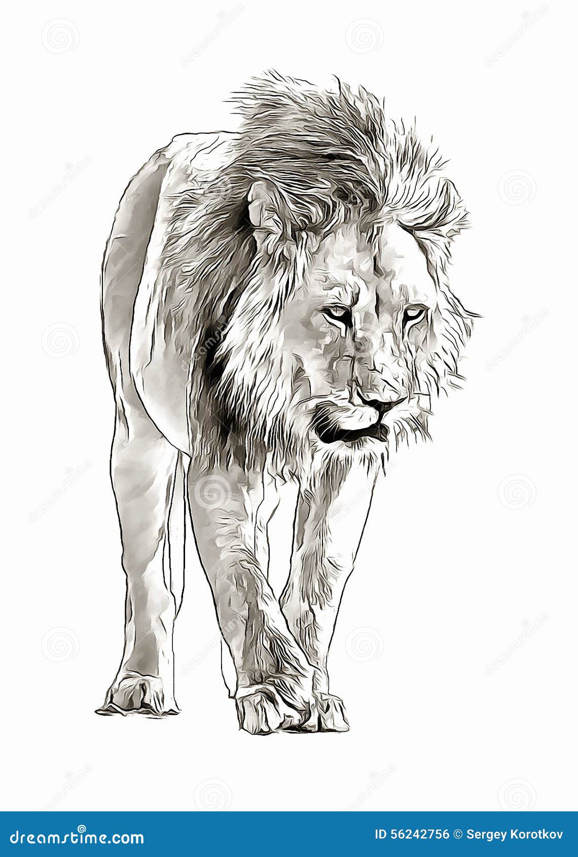 African Lion Drawings