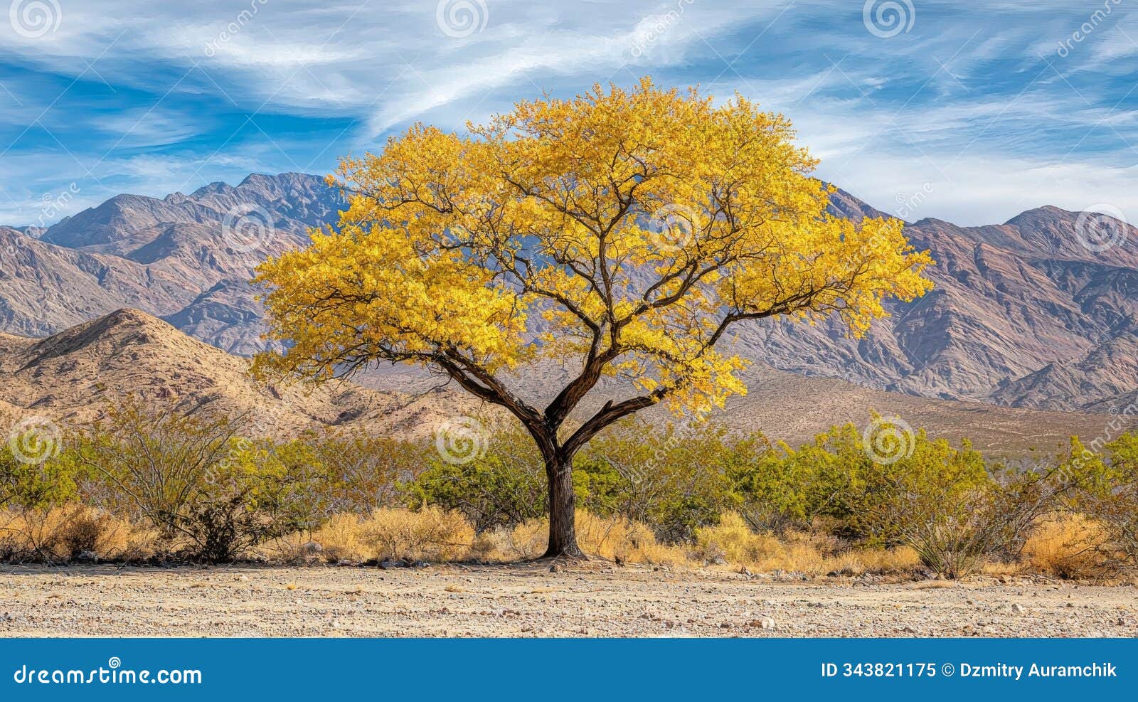 An Arid-adapted Tree with Drought-resistant Leaves Stock Image - Image ...