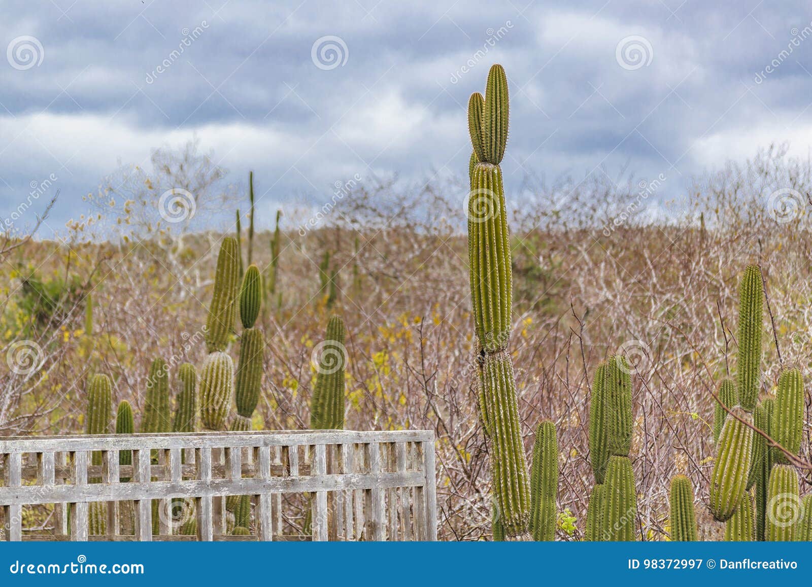 Arid Forest at Galapagos, Ecuador Stock Image - Image of america ...
