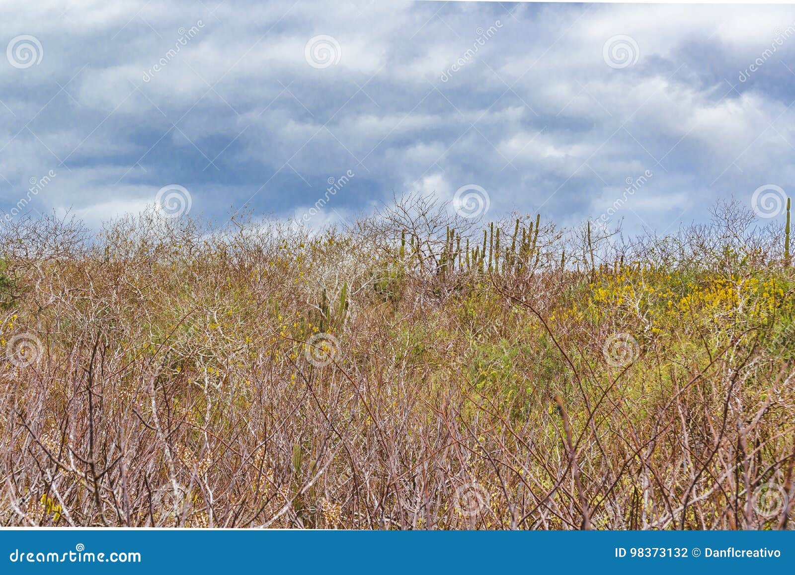 Arid Forest at Galapagos, Ecuador Stock Photo - Image of america, view ...
