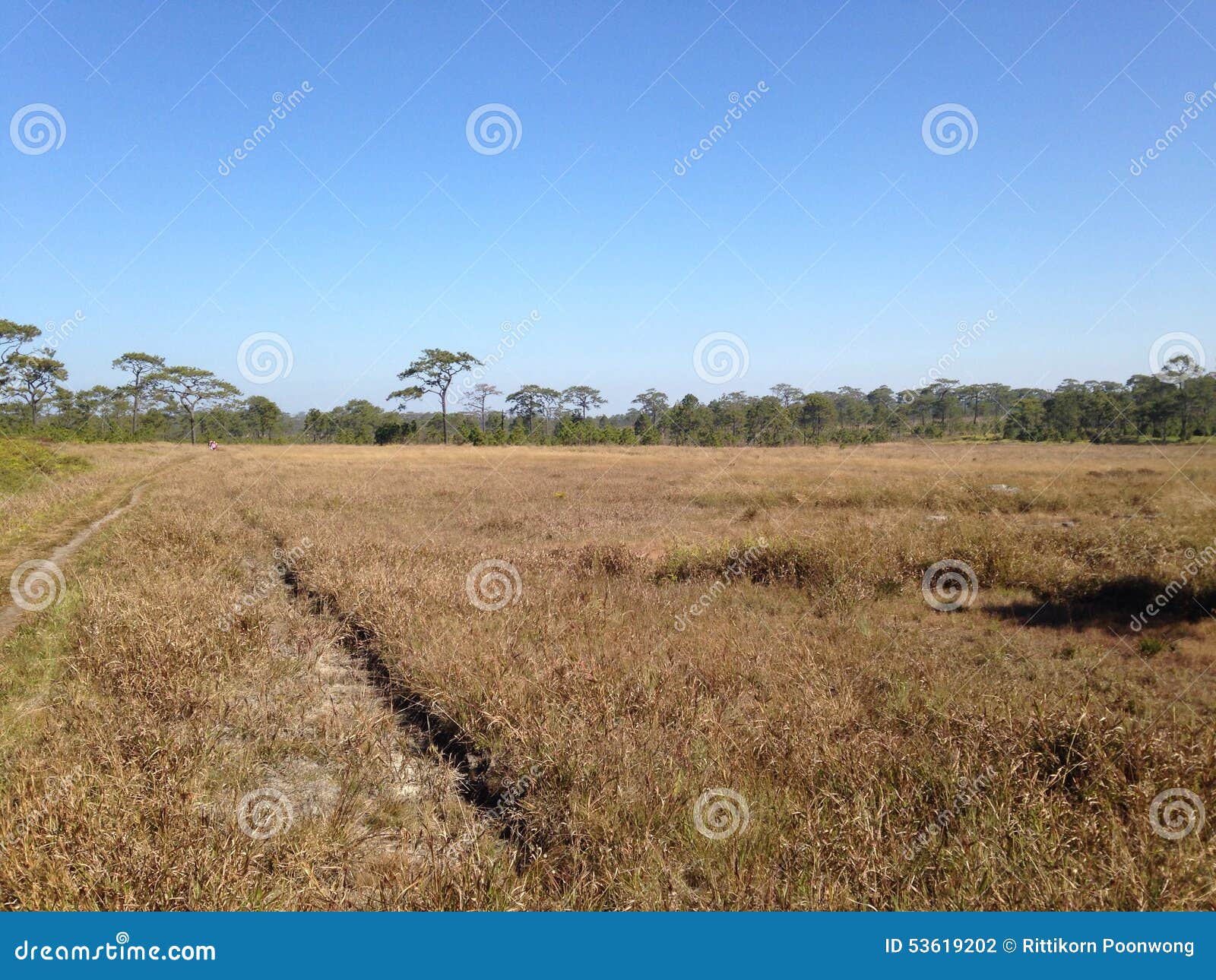 Arid grasslands stock photo. Image of dead, grass, arid - 53619202