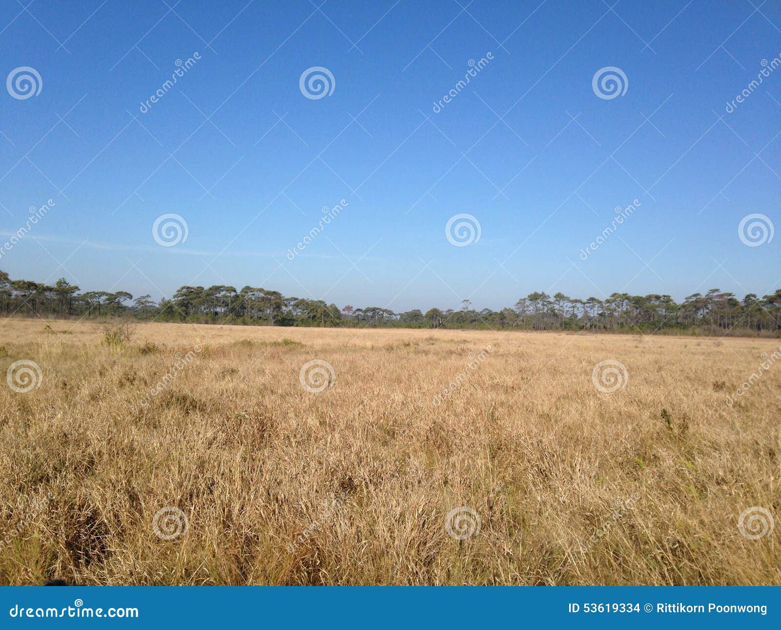 Arid grasslands stock photo. Image of weather, agriculture - 53619334