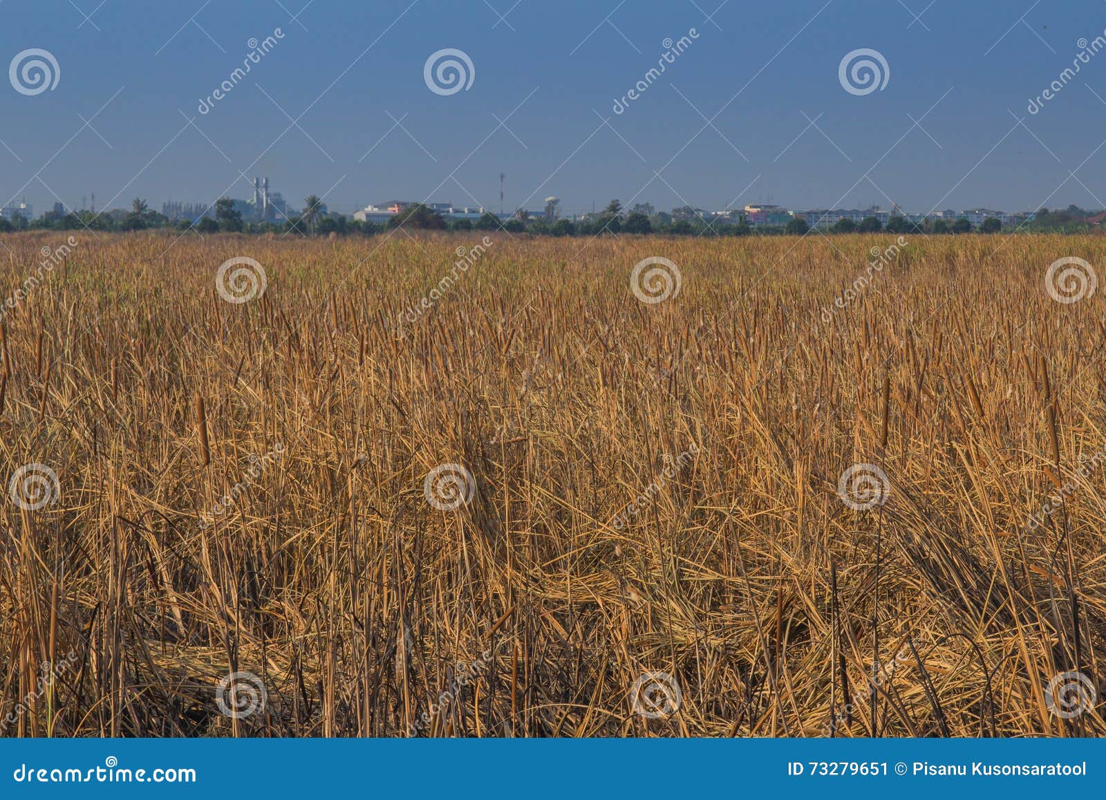 Arid grasslands stock image. Image of country, stone - 73279651