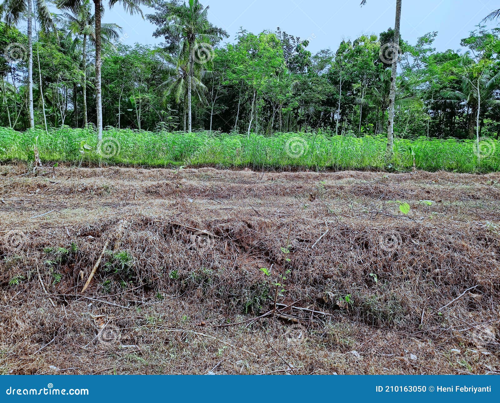 Arid Land with Dry Grass and Cassava Trees Around it Stock Photo ...
