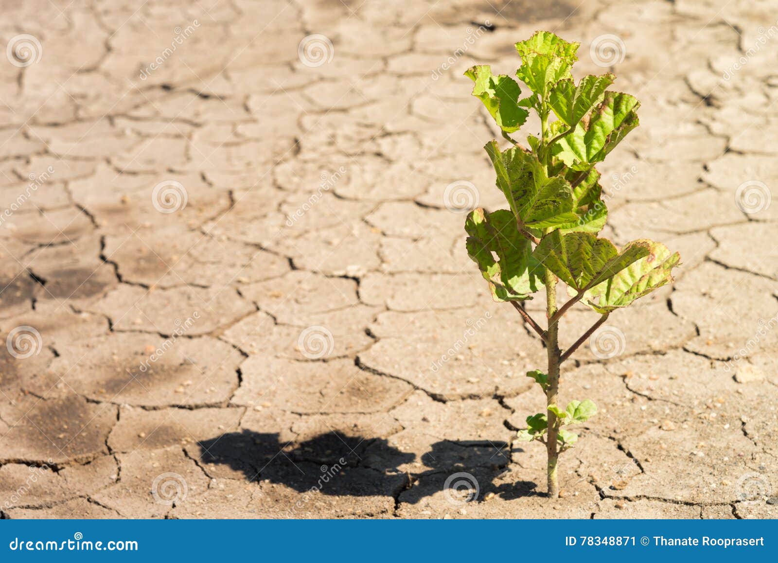 Arid land and green tree. stock image. Image of earth - 78348871