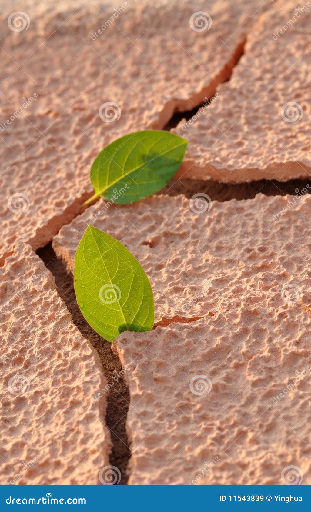 On an arid land leaf stock image. Image of concepts, climate - 11543839