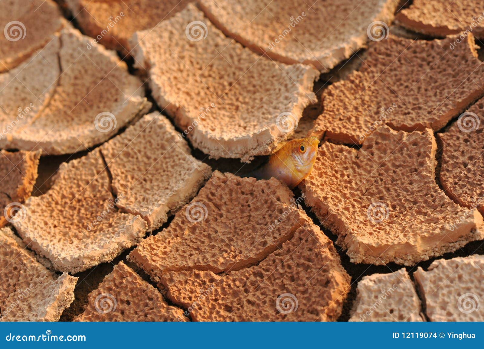 Arid lands stock photo. Image of cracked, details, desert - 12119074