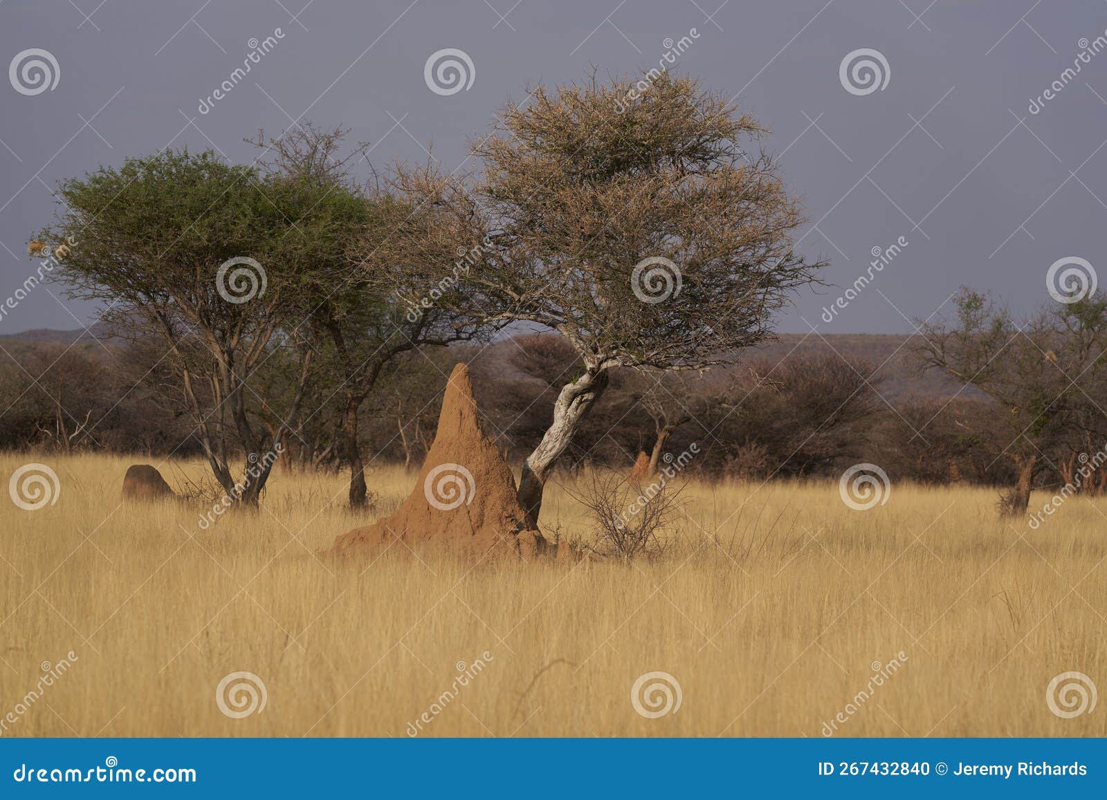 Arid Landscape of Central Namibia Stock Photo - Image of reserve ...