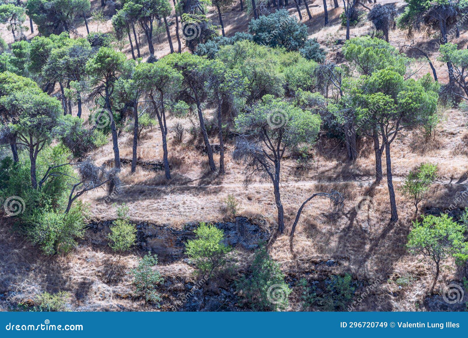 Arid Mediterranean Pine Forest Stock Image - Image of central, background: 296720749