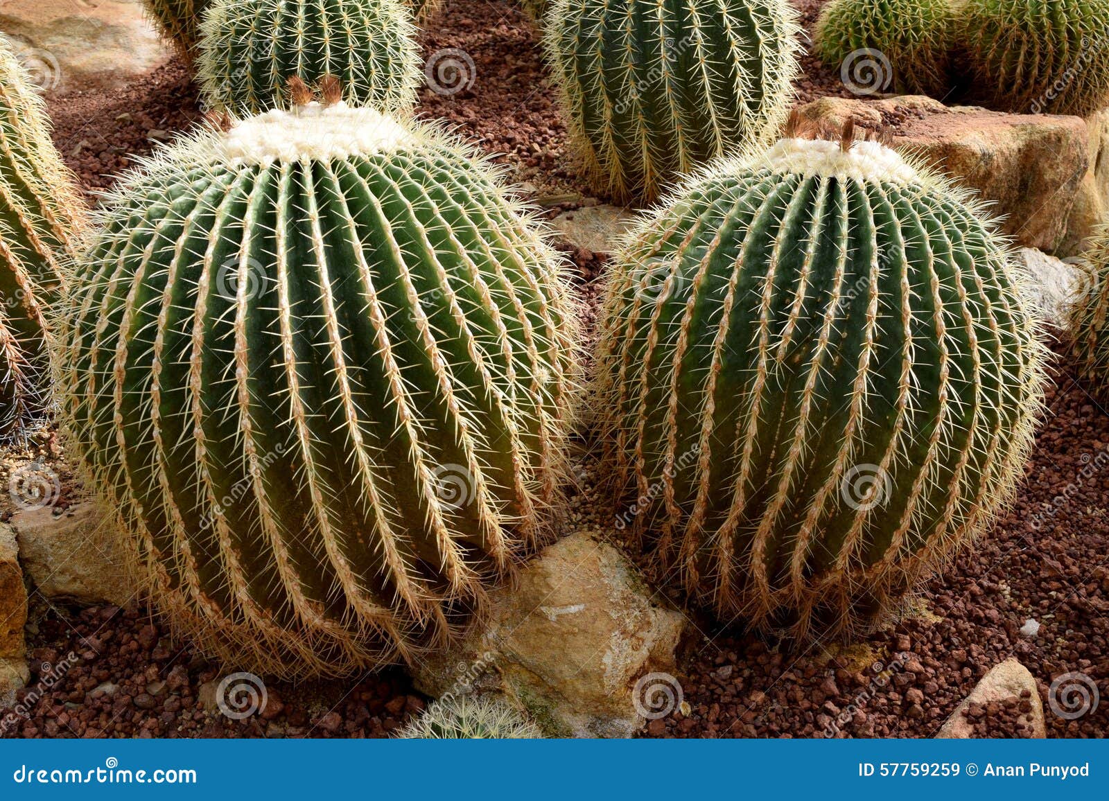Arid Plants Greenhouse Stock Image | CartoonDealer.com #68927029