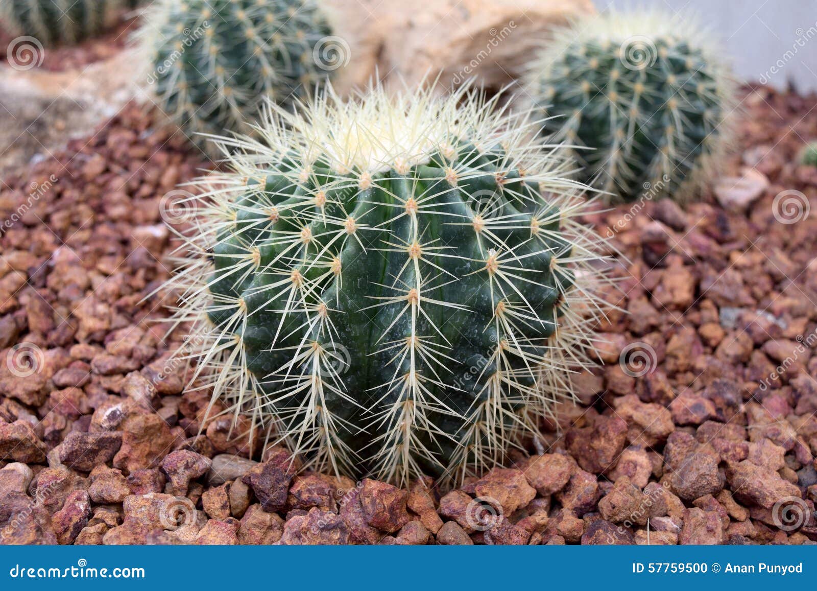 Arid Plants Greenhouse Stock Image | CartoonDealer.com #68927029