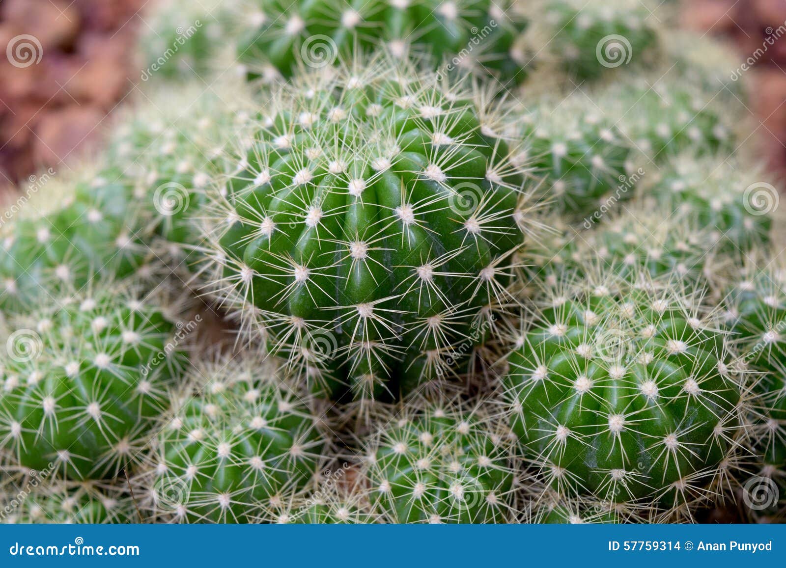 Cactaceae Stock Photography | CartoonDealer.com #57911234