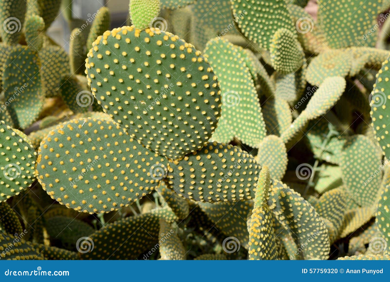 Arid Plants - CACTACEAE , Opuntia Microdasys Stock Photo - Image of ...