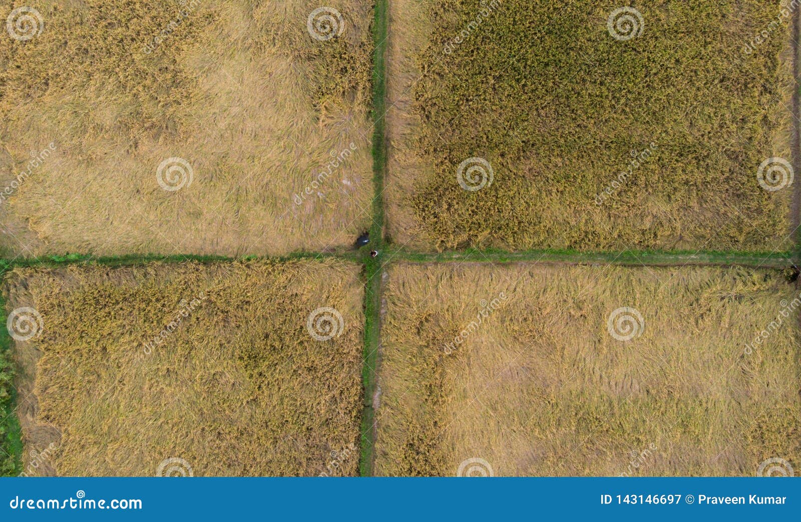 Ariel Shot Of A Paddy Field.rectangular Matrix With Four Boxes Royalty ...