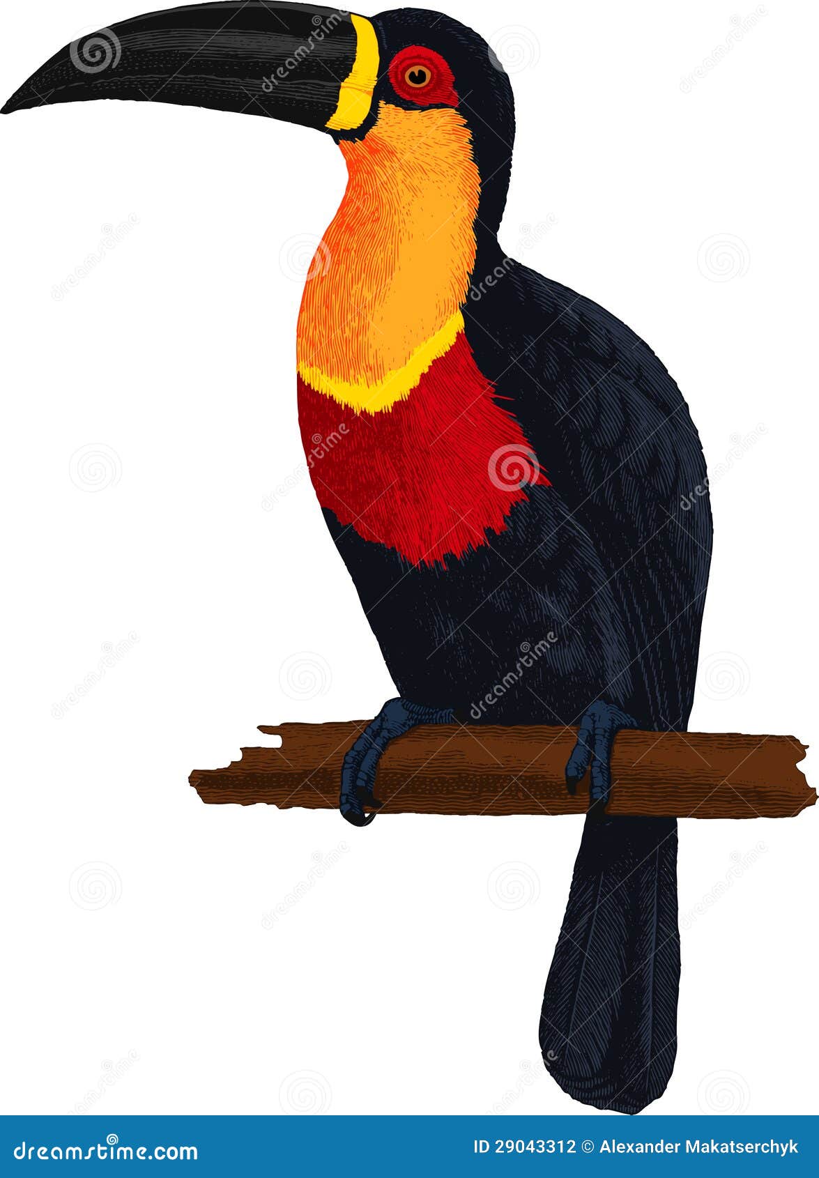 Ariel toucan. Bird. Vector stock vector. Illustration of sitting - 29043312