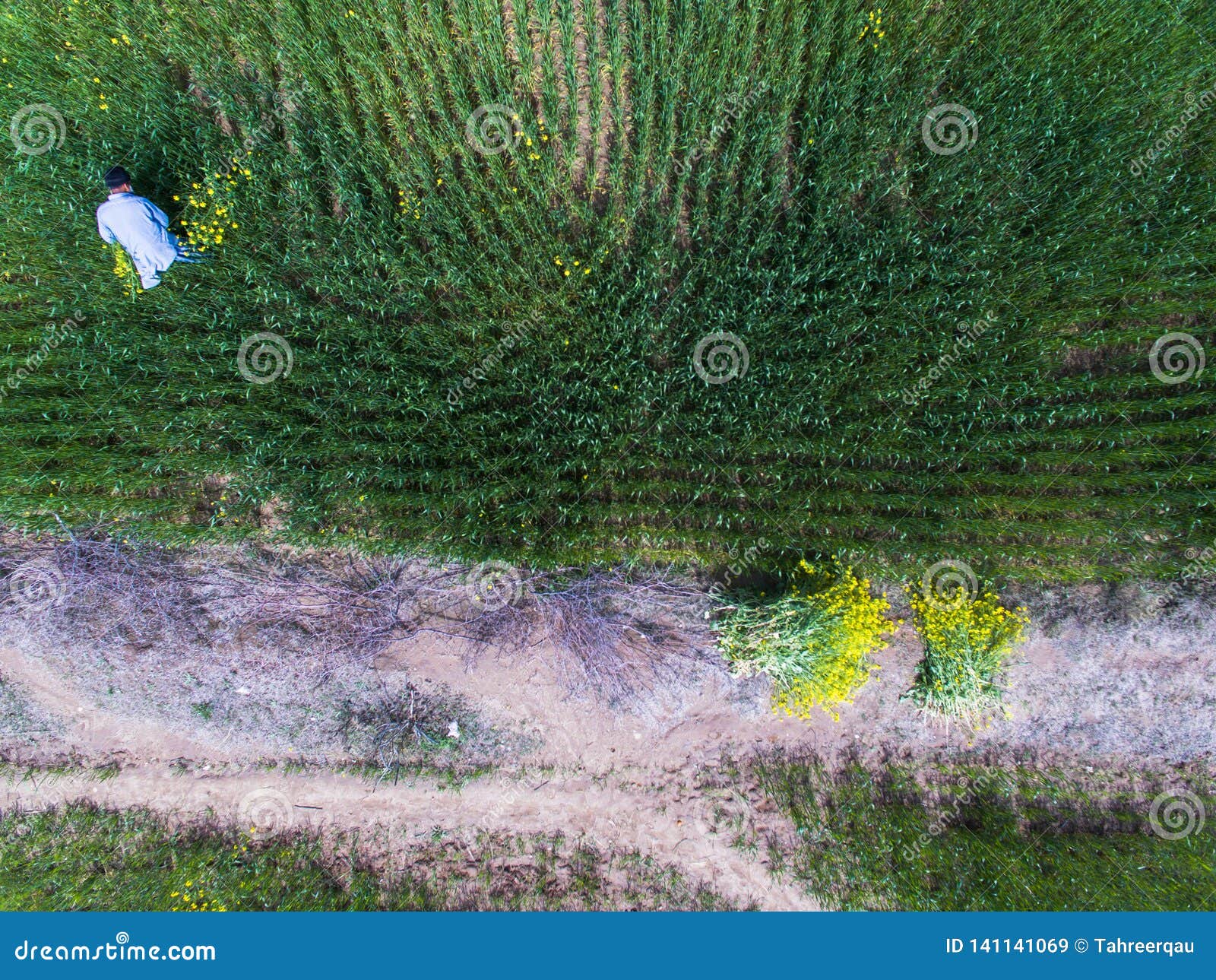 Drone Shot Of A Man Collecting Grass For Livestock Editorial Stock Image Image Of Pattern