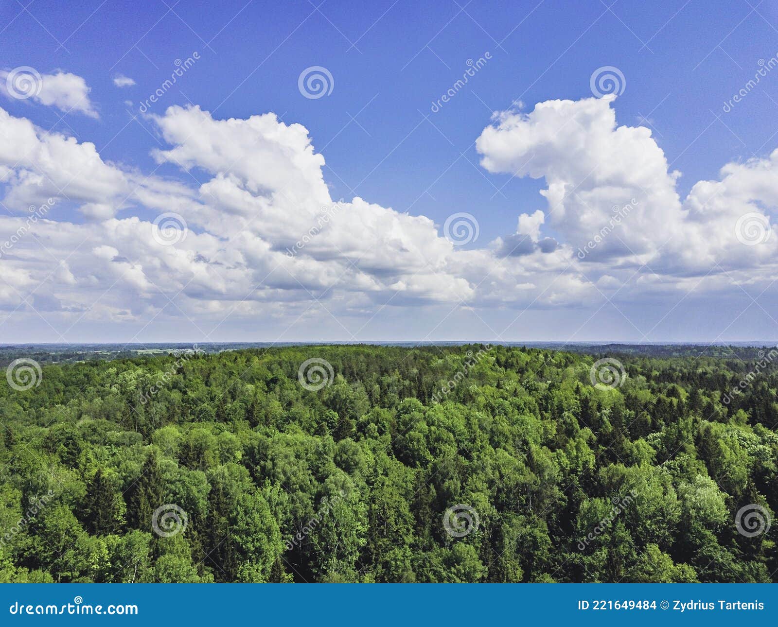 Ariel View of Sunlight in Trees of Green Summer Forest Stock Photo ...