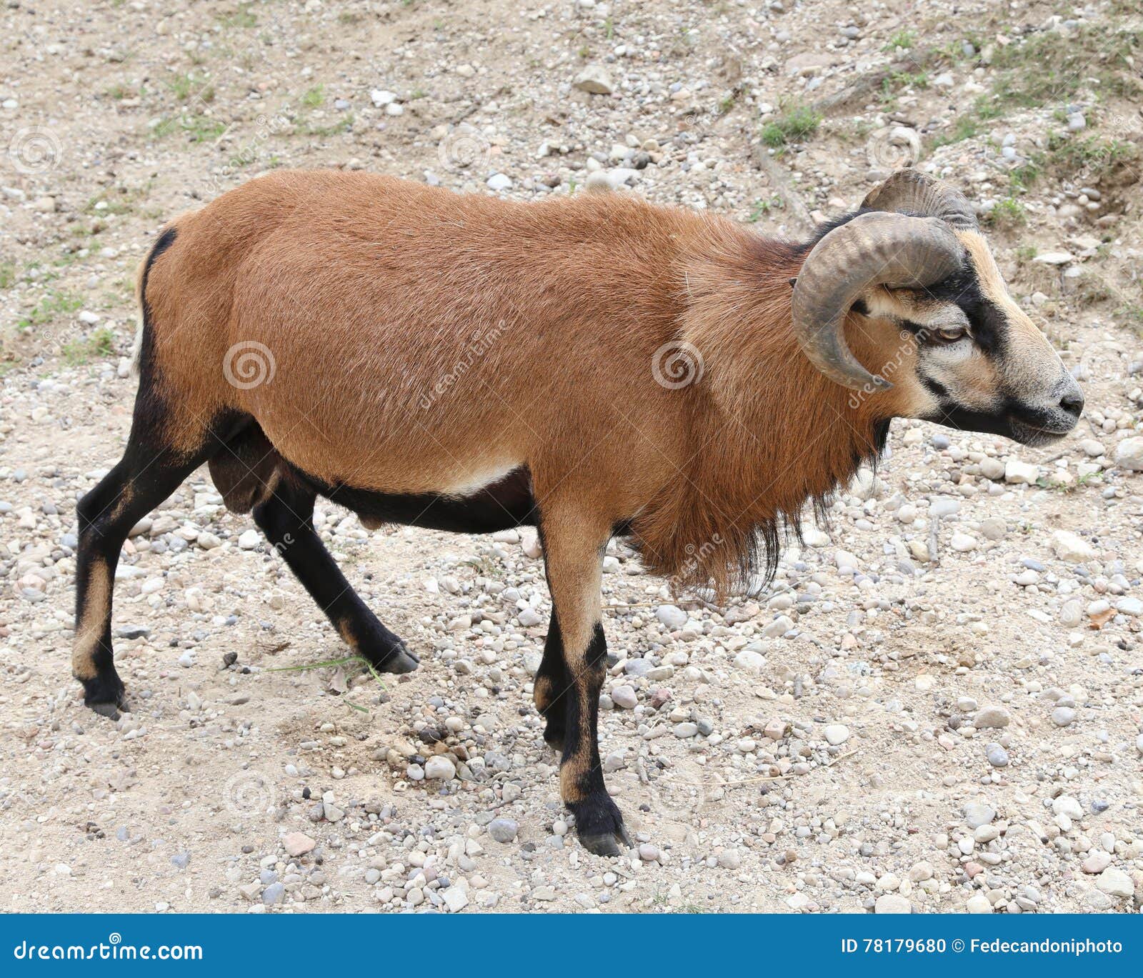 Aries with Large Curved Horns and Brown Fur Stock Photo - Image of male ...