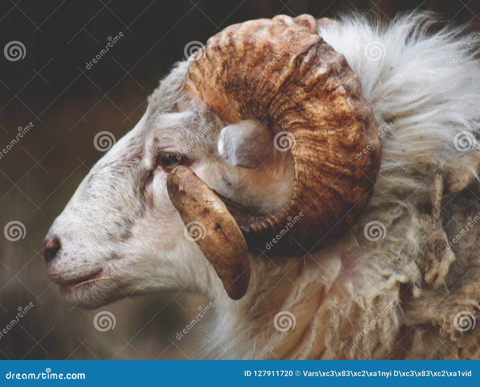 Aries stock photo. Image of aries, portrait, animal - 127911720