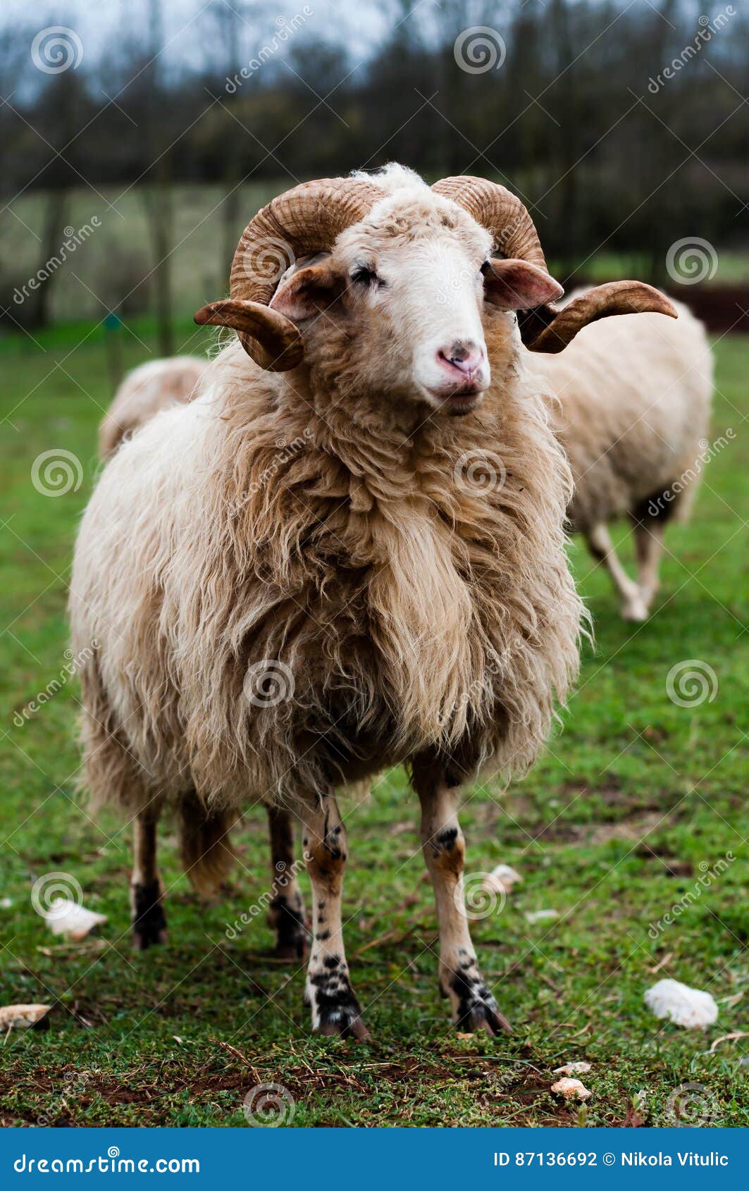 Aries stock photo. Image of pportrait, animals, wildlife - 87136692