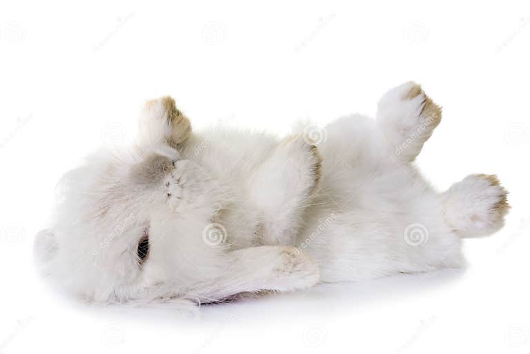 Aries rabbit in studio stock image. Image of sleeping - 113311295