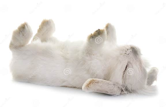 Aries rabbit in studio stock photo. Image of cute, white - 113311294