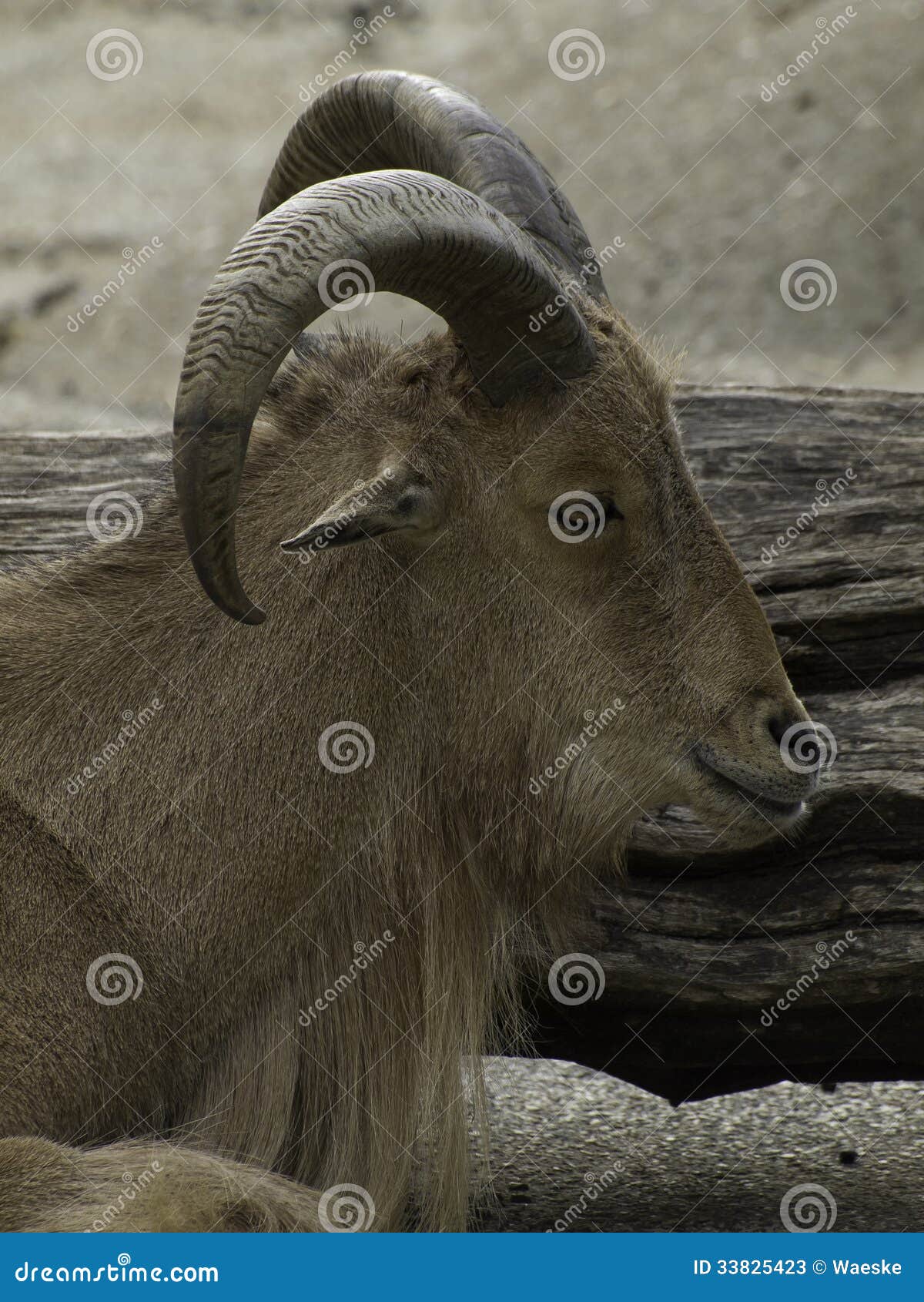 Aries stock image. Image of portrait, horns, horn, animal - 33825423