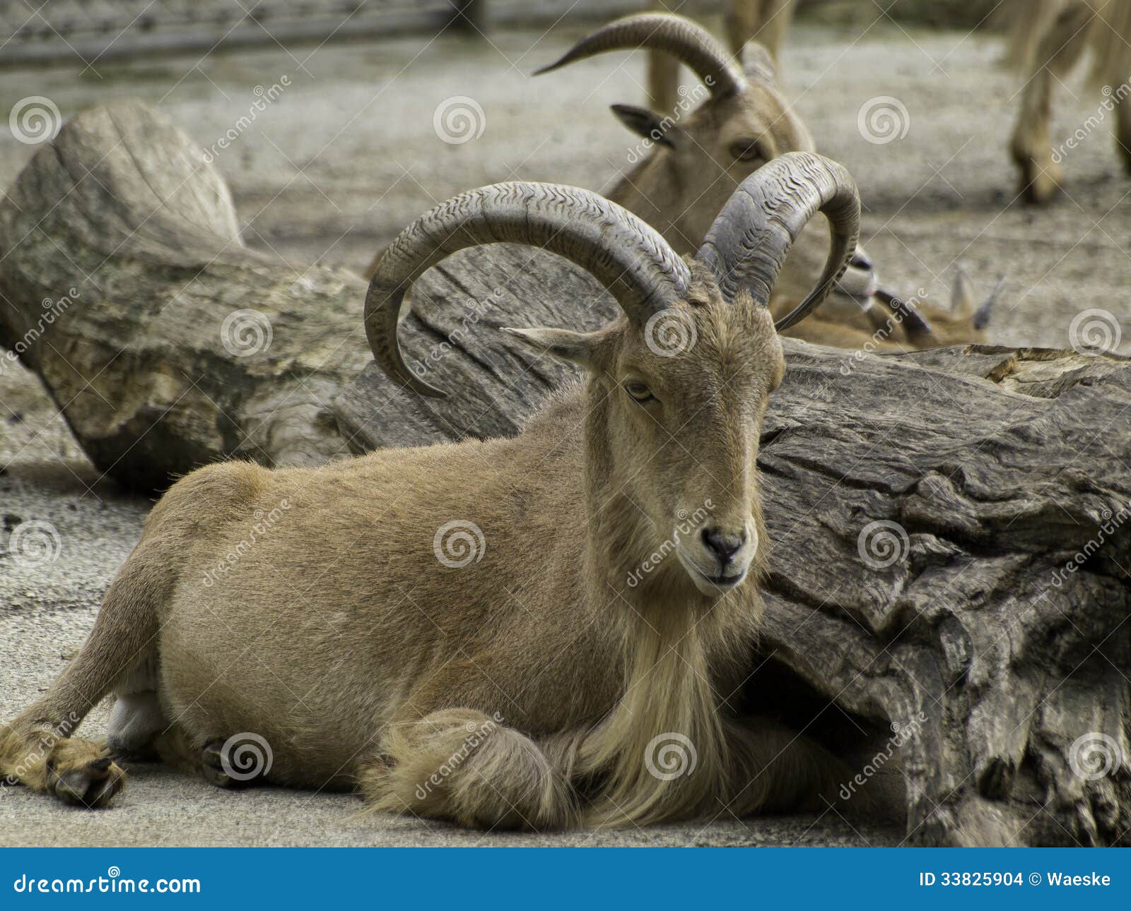 Aries stock photo. Image of tier, fauna, bock, goats - 33825904