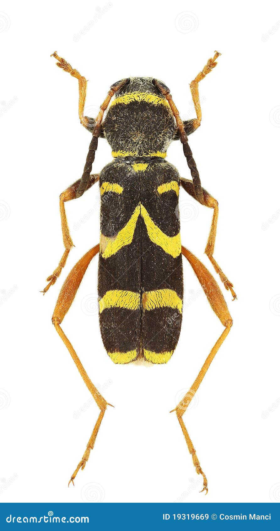 Arietis de Clytus imagen de archivo. Imagen de vertical - 19319669