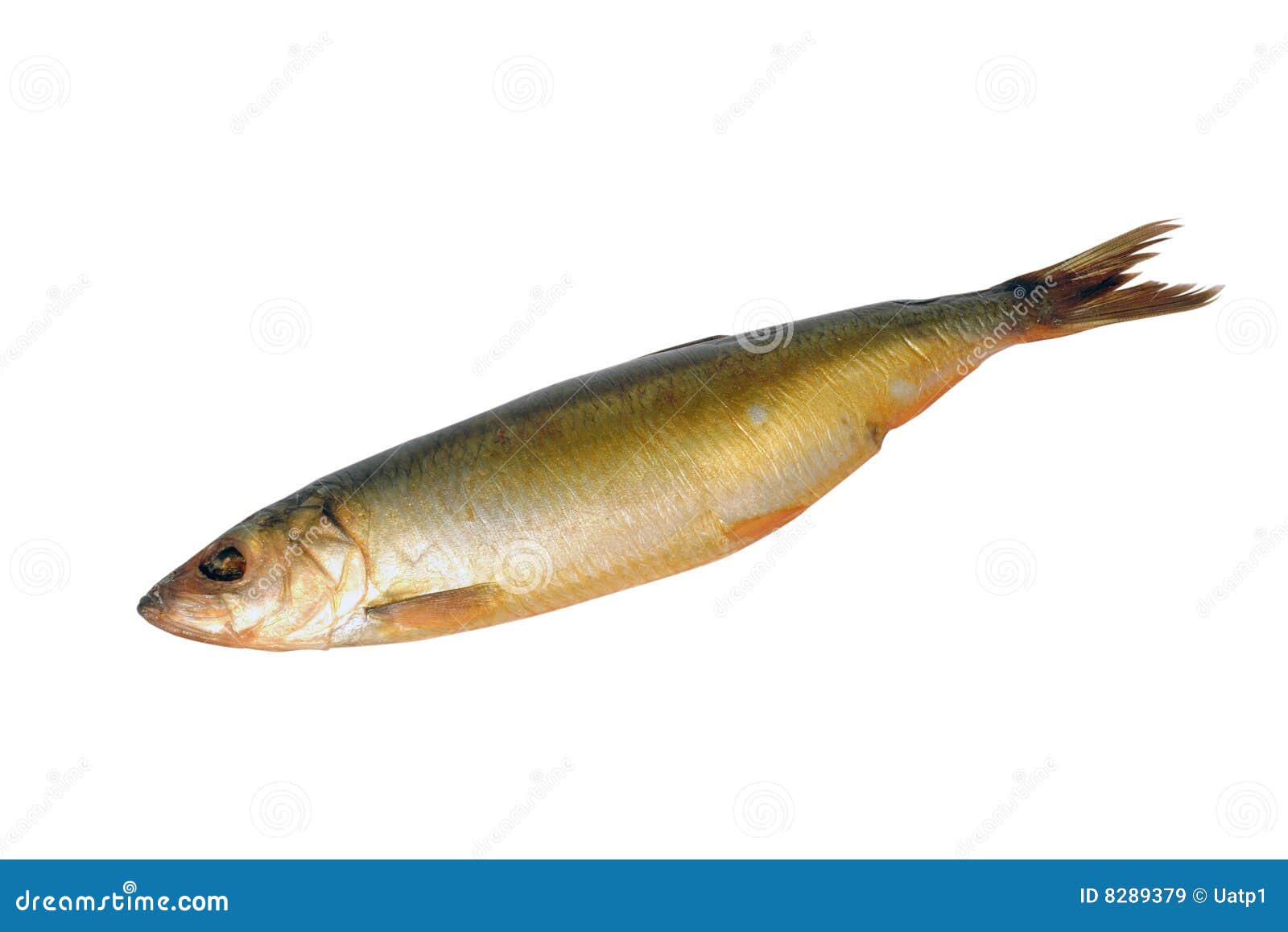 Aringa affumicata immagine stock. Immagine di nutrizione - 8289379
